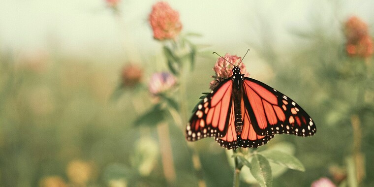 Join the Tiny Nature Photo Contest 2024 and win Nikon D3300 - VIEWBUG.com